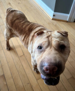 Mimi Fawn Shar-Pei - Shar-Pei Rescue of Virginia